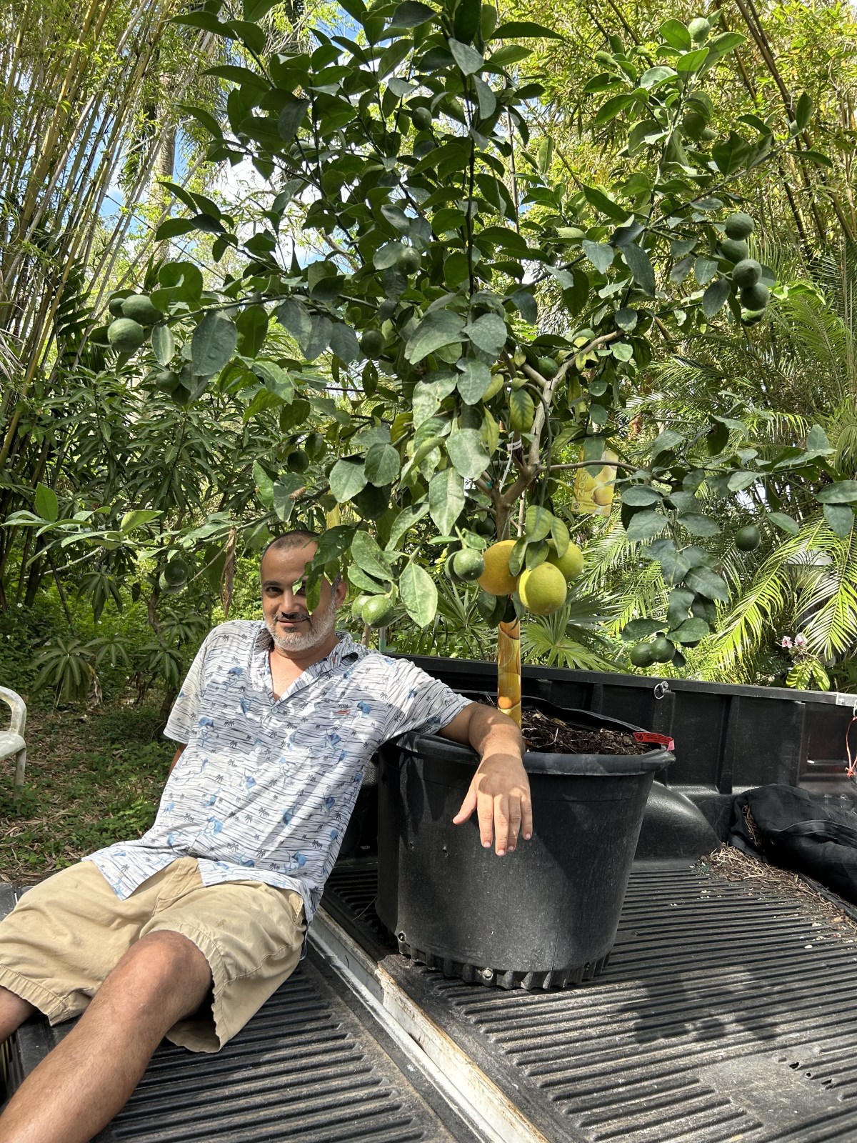 Miami Fruit Trees and Bamboo – Bringing Miami's Lush Greenery to Your ...