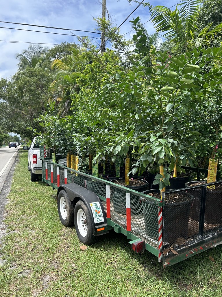 Miami Fruit Trees and Bamboo – Bringing Miami's Lush Greenery to Your ...