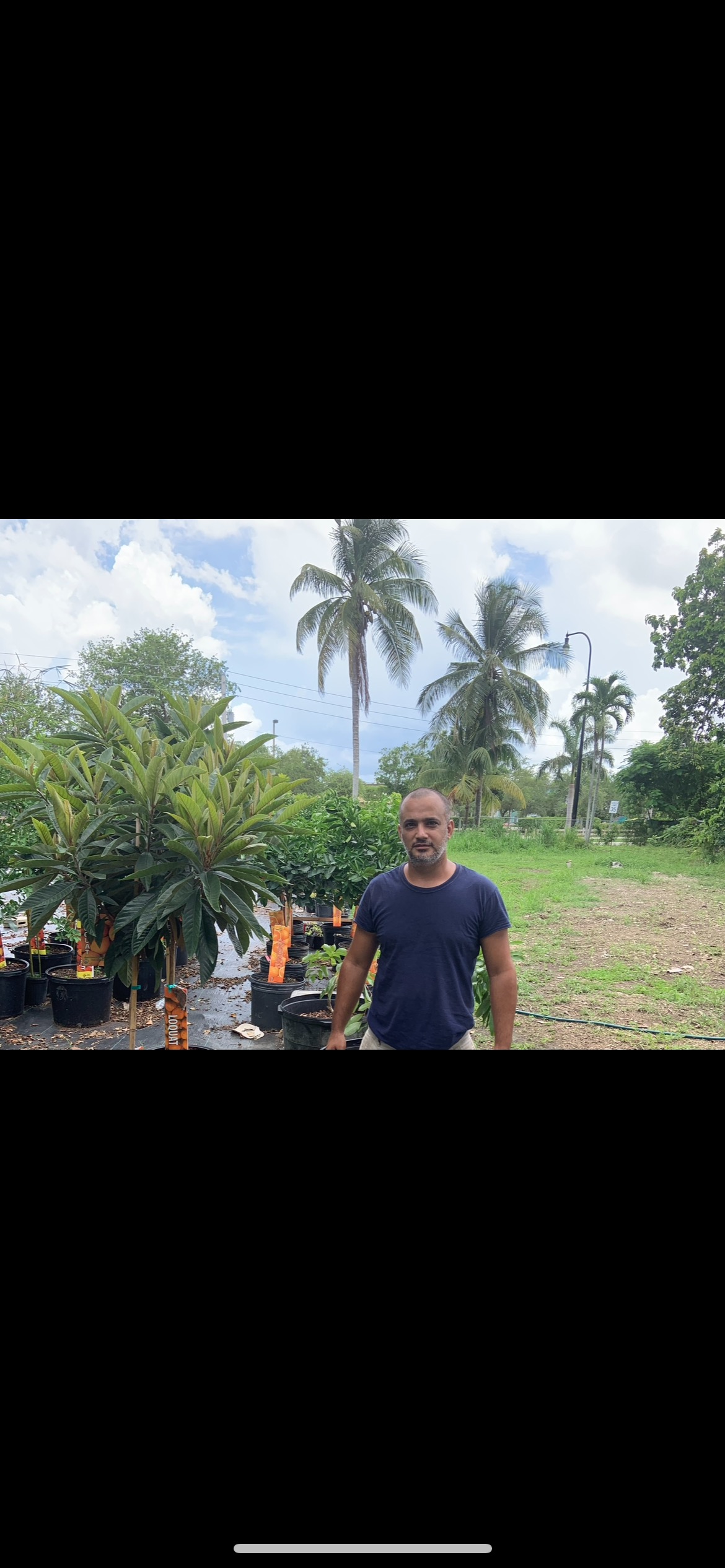 Miami Fruit Trees and Bamboo – Bringing Miami's Lush Greenery to Your ...