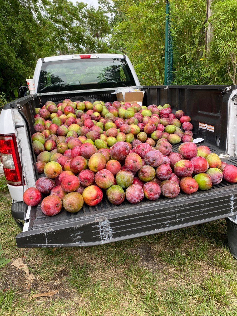 Miami Fruit Trees and Bamboo – Bringing Miami's Lush Greenery to Your ...