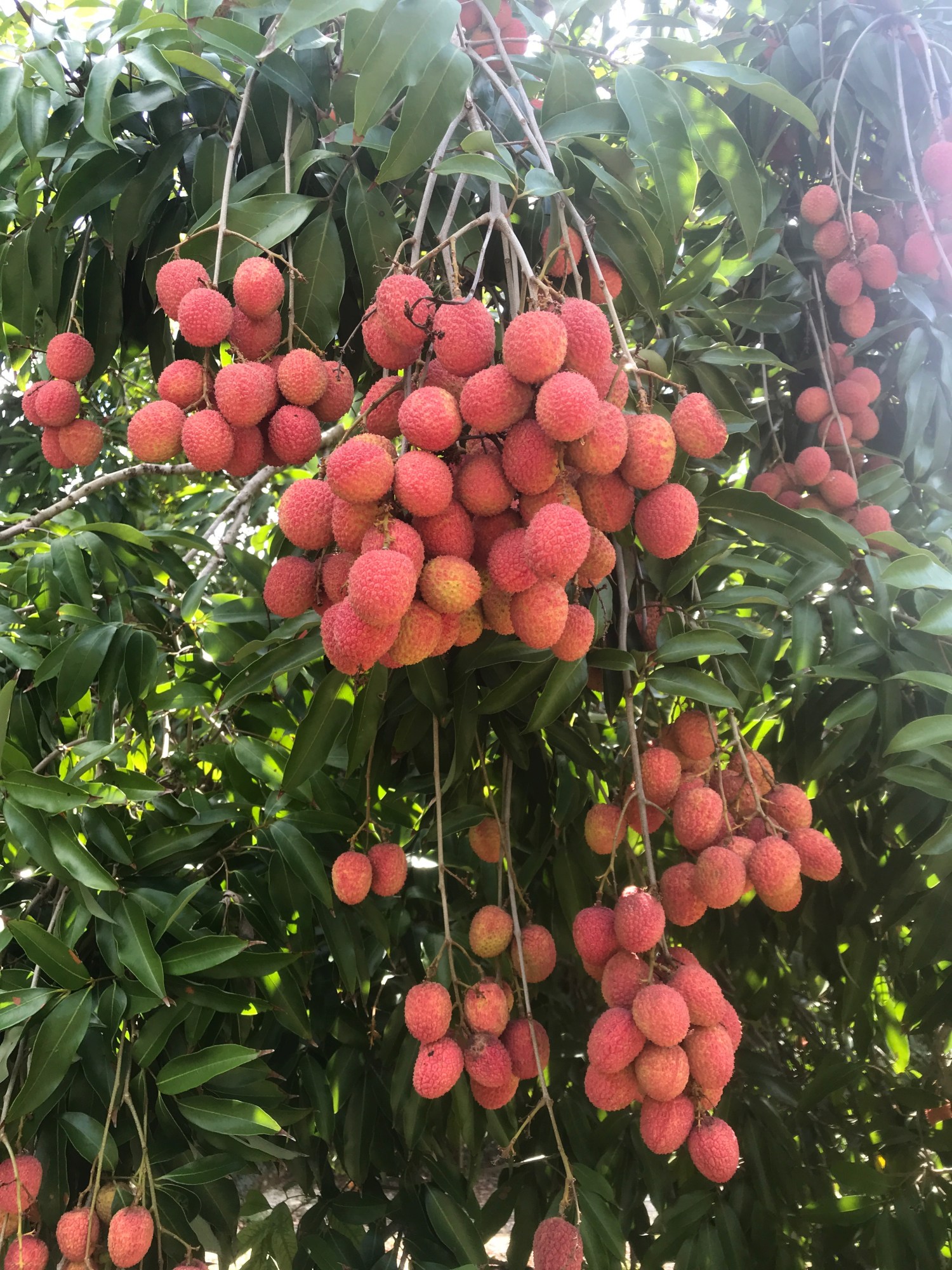 Miami Fruit Trees and Bamboo – Bringing Miami's Lush Greenery to Your ...