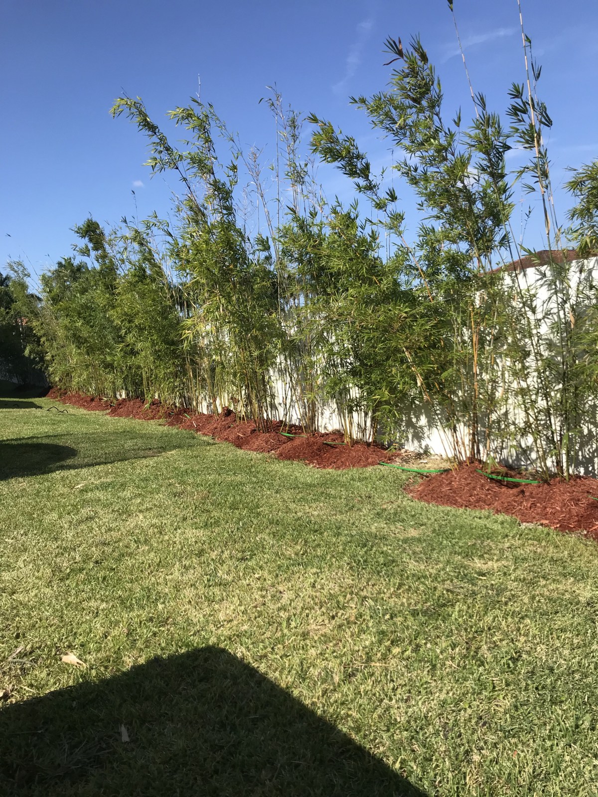 Miami Fruit Trees and Bamboo – Bringing Miami's Lush Greenery to Your ...