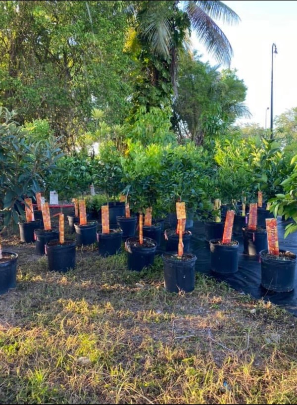 Miami Fruit Trees and Bamboo – Bringing Miami's Lush Greenery to Your ...